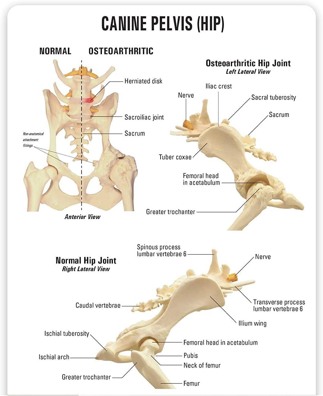 Canine Pelvis Model Canine Hip Joint Model Animal Body Anatomy Replica of Dog Pelvis for ...