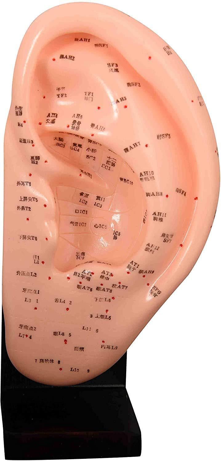 Model of Human-Anatomic Anatomical Tool Ear Acupuncture Showing Various ...