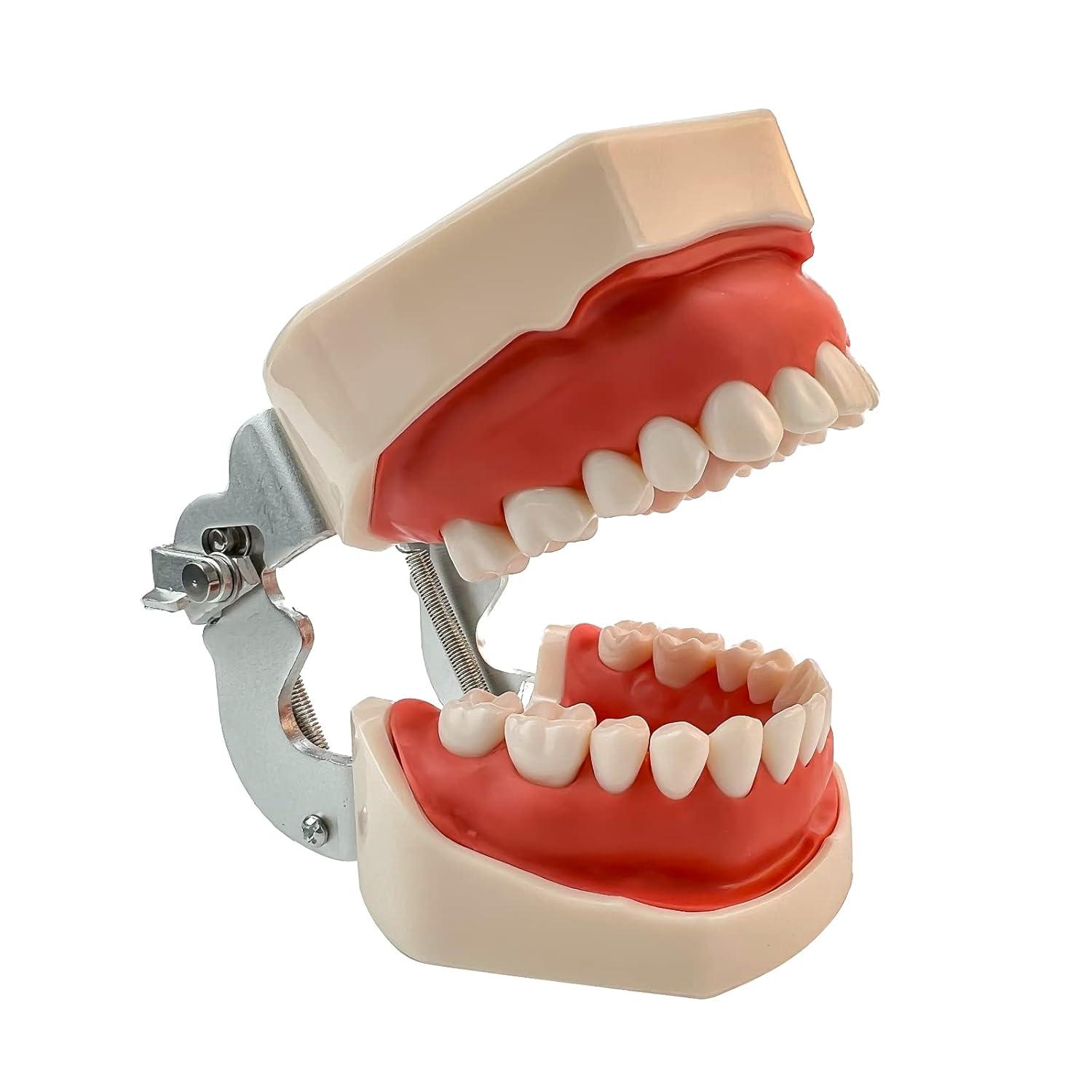 Teeth Soft Gum Phantom Head Study Model - 28 Removable Teeth & Cheek ...