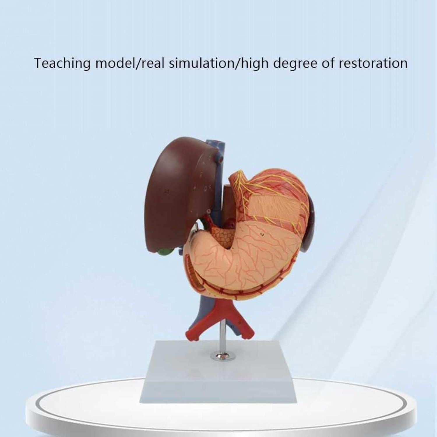 Human Liver Gallbladder Pancreas Spleen and Stomach Distribution Model ...