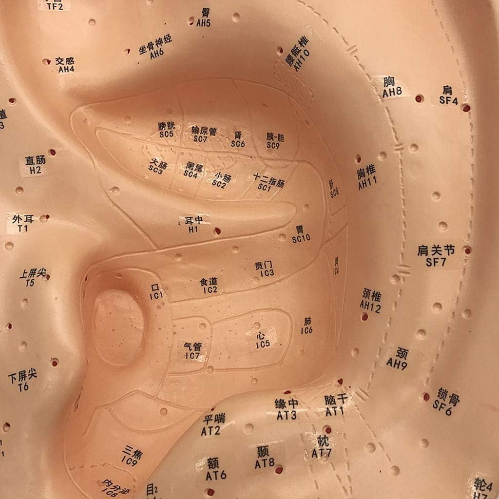 Ear Acupuncture Template Template - Human Giant Ear Acupuncture ...