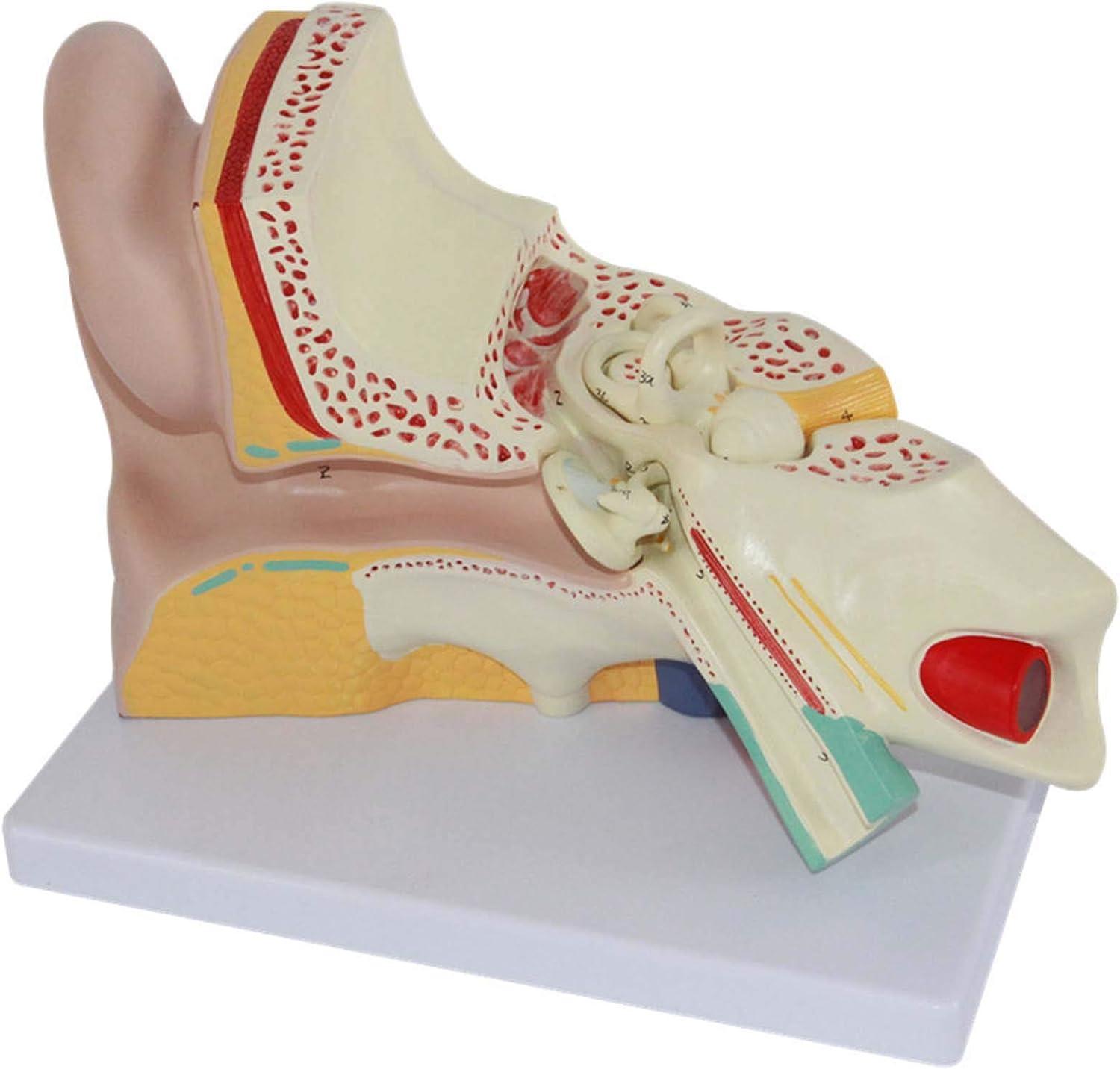Human Ear Anatomy Model Zoom Model Removable Ear Structure Model Inner ...