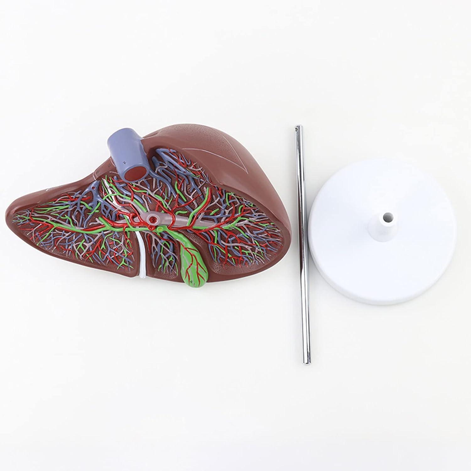 Human 1.5X Liver Model with Vascular Liver and Gallbladder Model ...