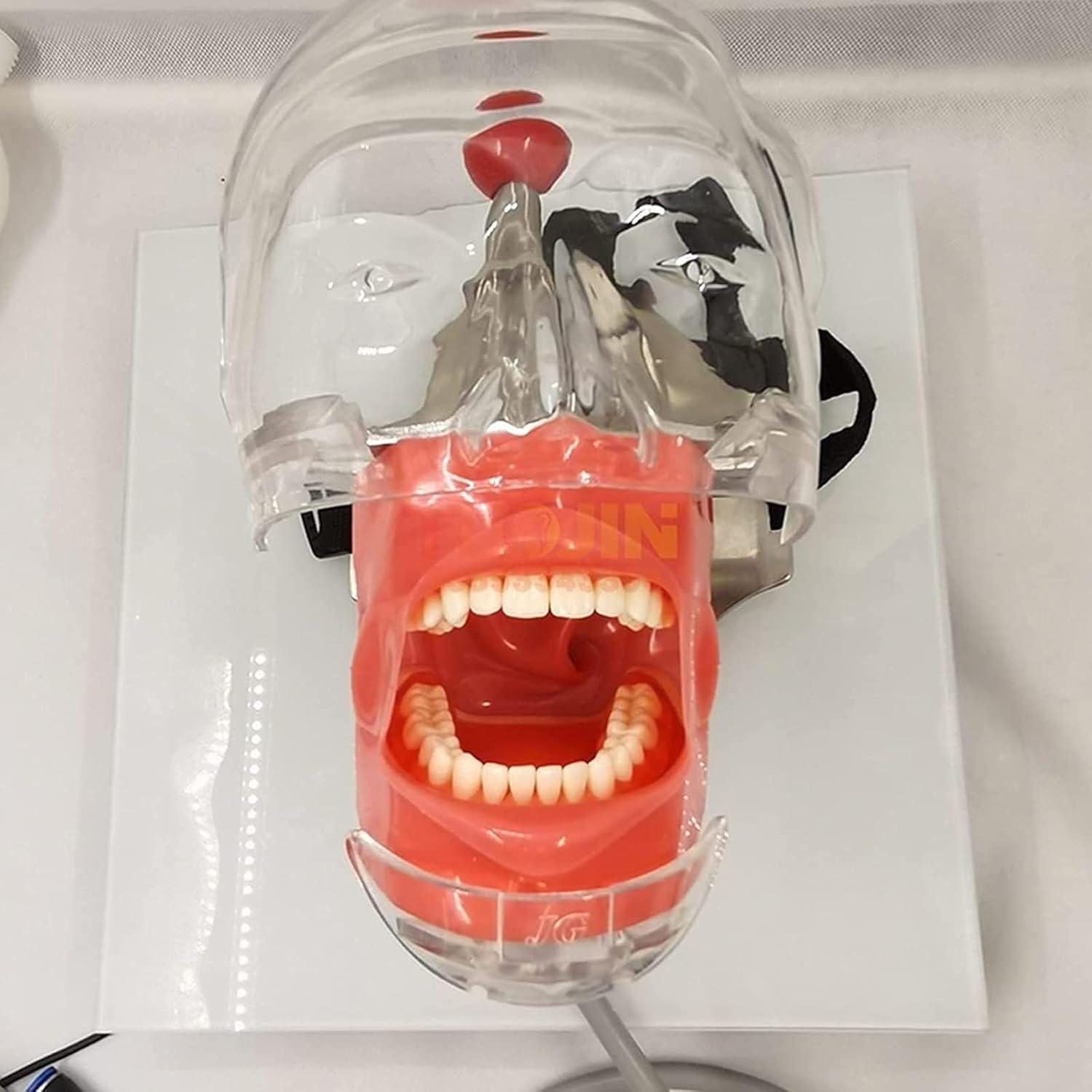 GeRRiT Maxillary and Mandibular Tooth Shape Models 28 Teeth Dentition ...