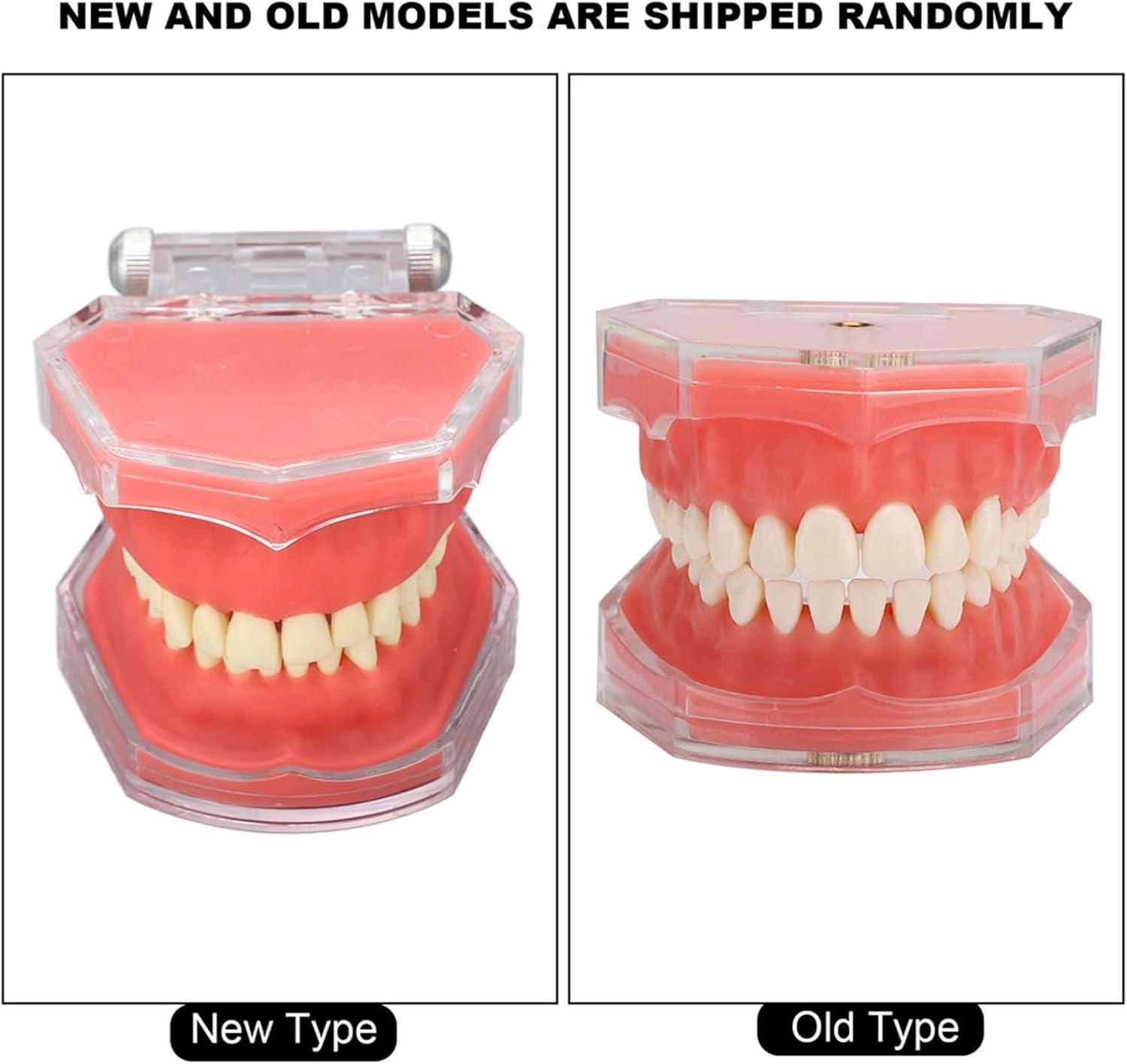 Gingiva Model for Dental Training | Removable Tooth & Oral ...