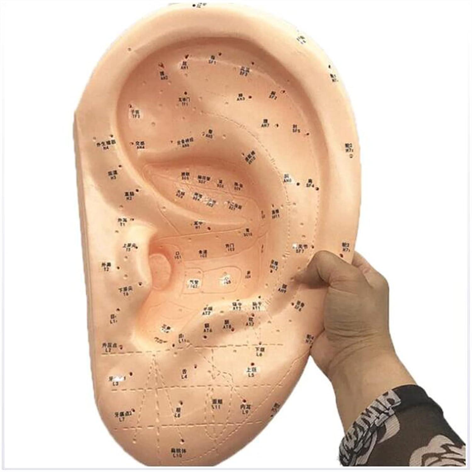 Acupuncture Ear Model - Chinese Medicine Akupoint Learning Tool for Ear ...