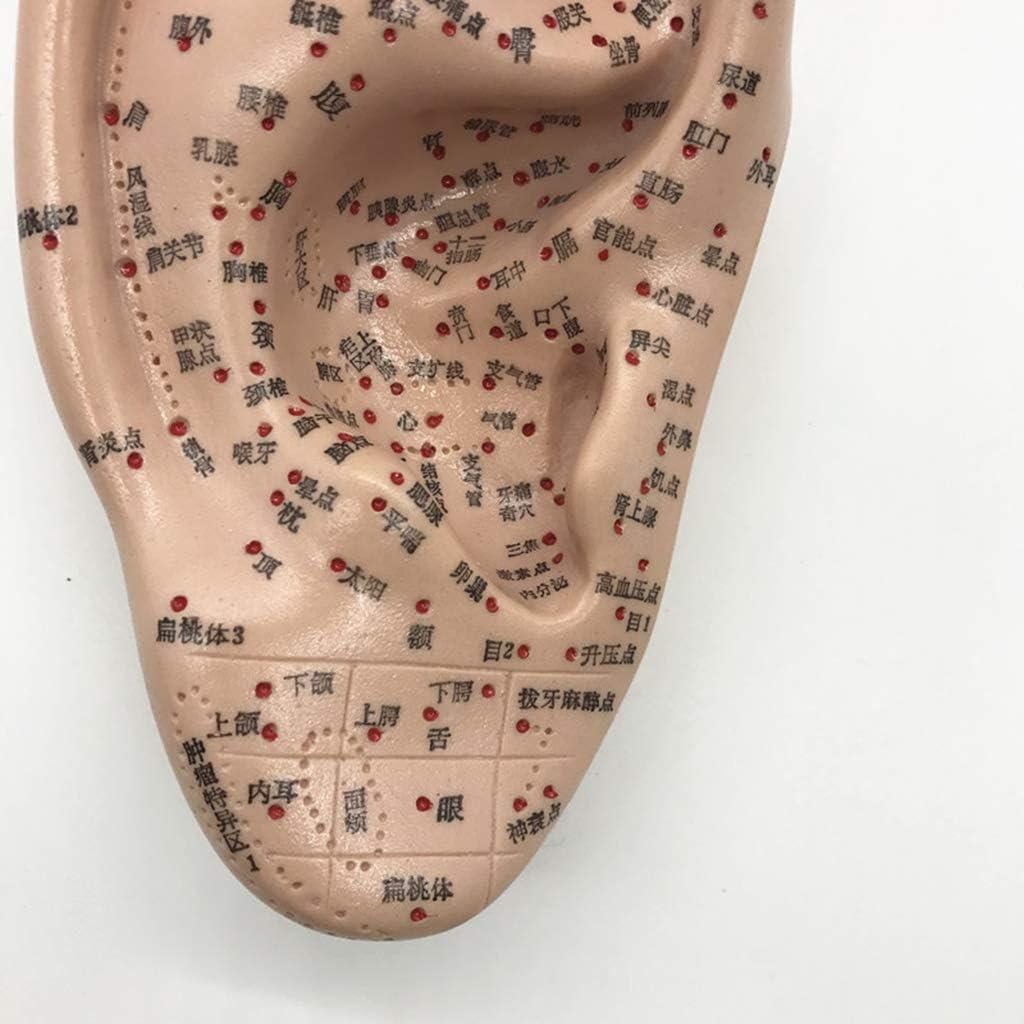 Buy Fhuili 16cm Human Acupuncture Ear Model - HD Chinese Medicine ...