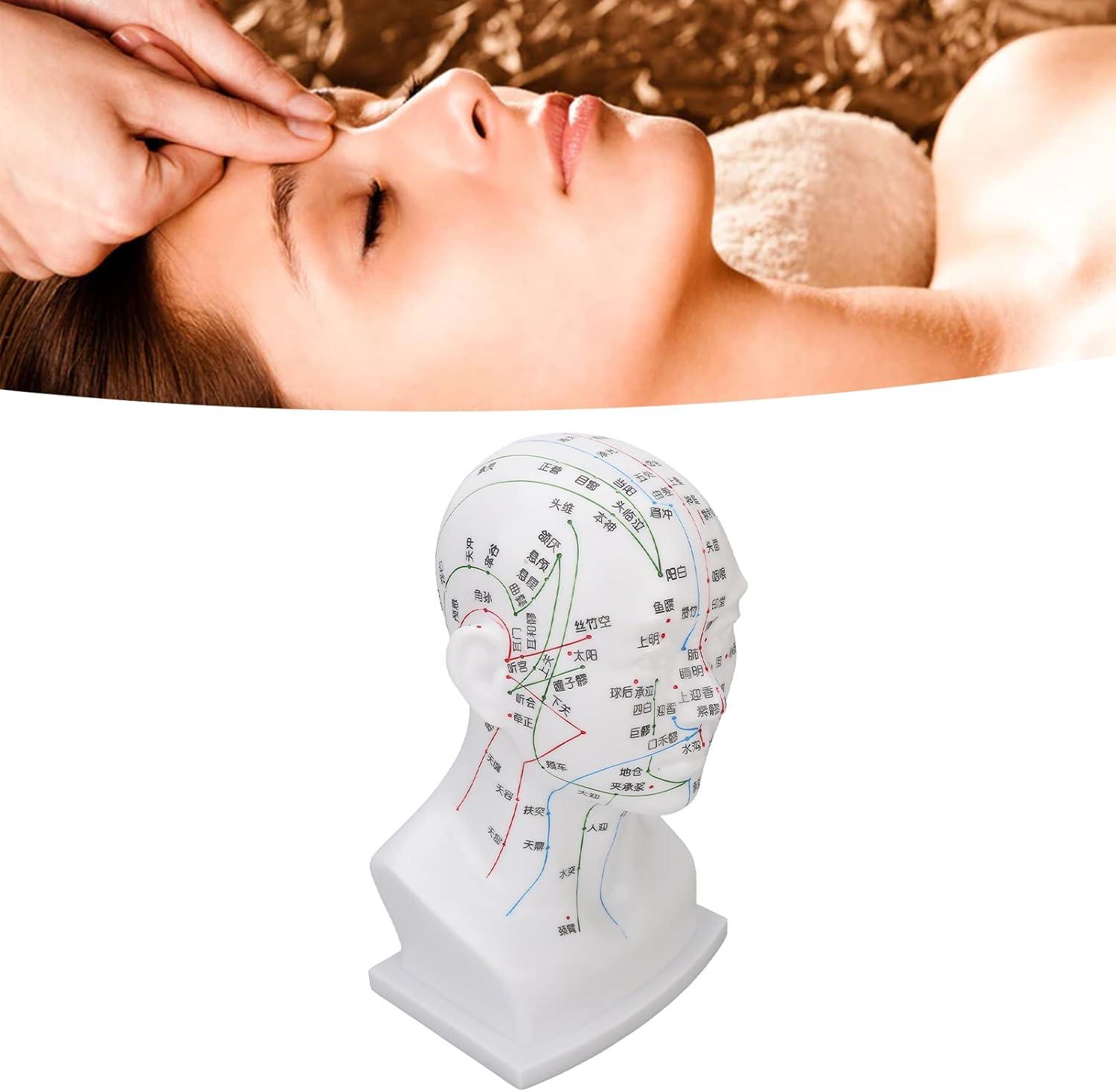 Acupuncture Point Head Model - 11.8 Inch PVC Facial Massage Meridians ...