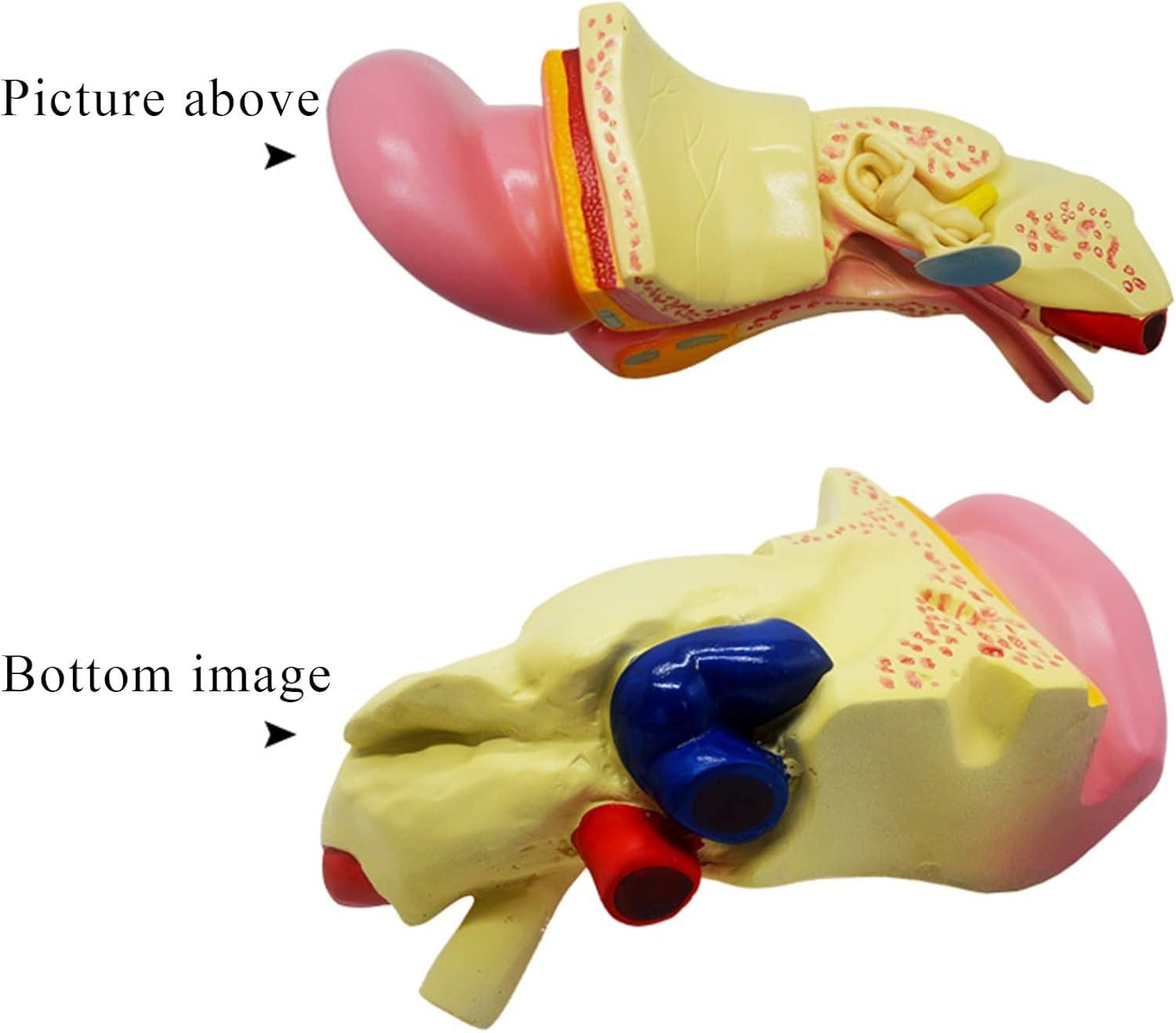 Ear Anatomy Magnified Model Biological Teaching 5 Times Natural Large ...
