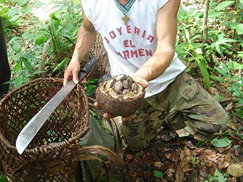 Buy ORGANIC Brazil Nuts - Wild Growth from the Amazon - Value Pack ...