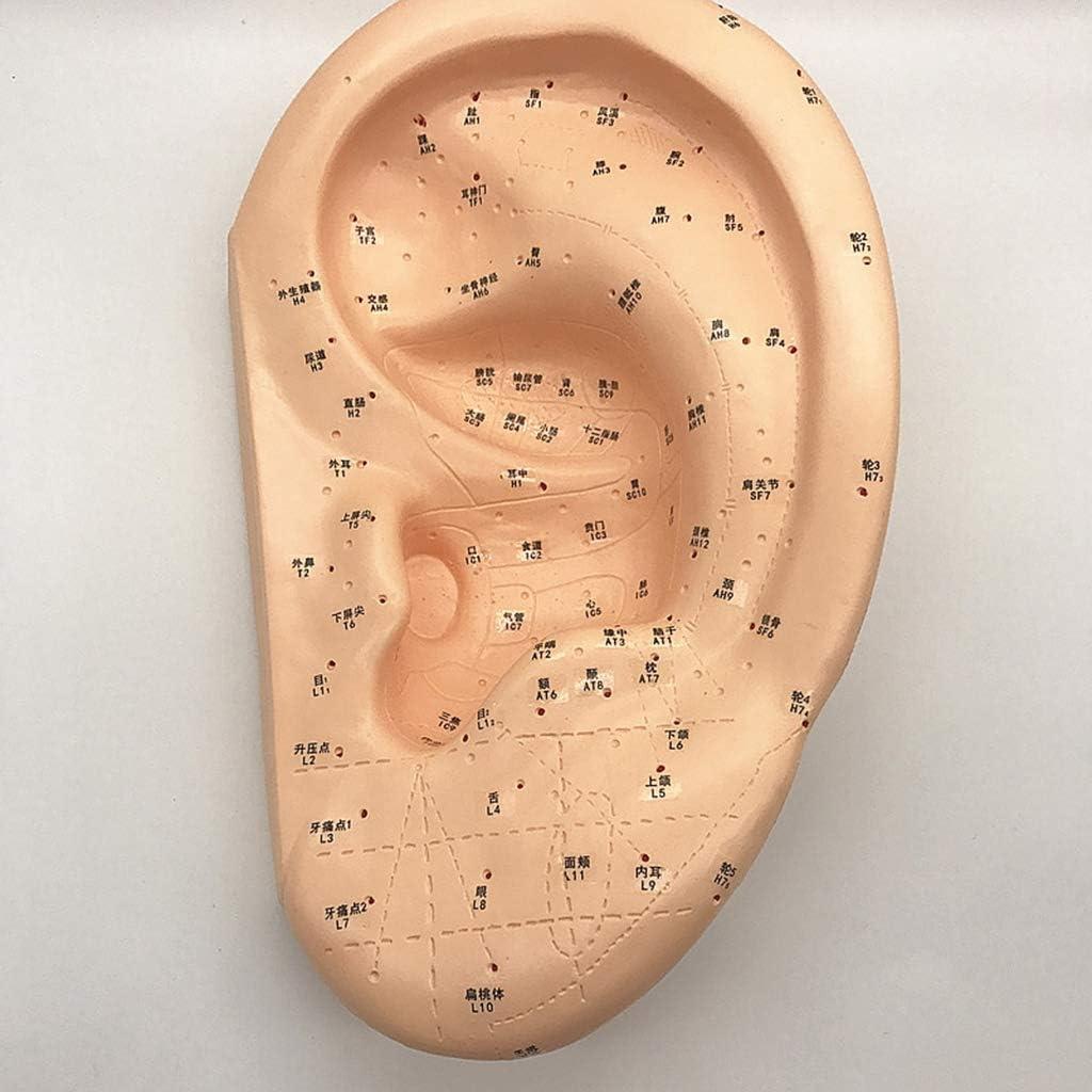 Ear Acupuncture Template Template - Human Giant Ear Acupuncture ...