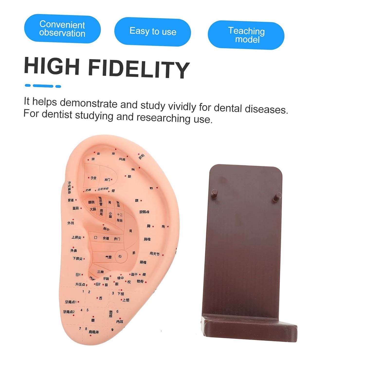 SOLUSTRE 1pc Ear Massage Model Massage Tools Points Model Natural Size ...
