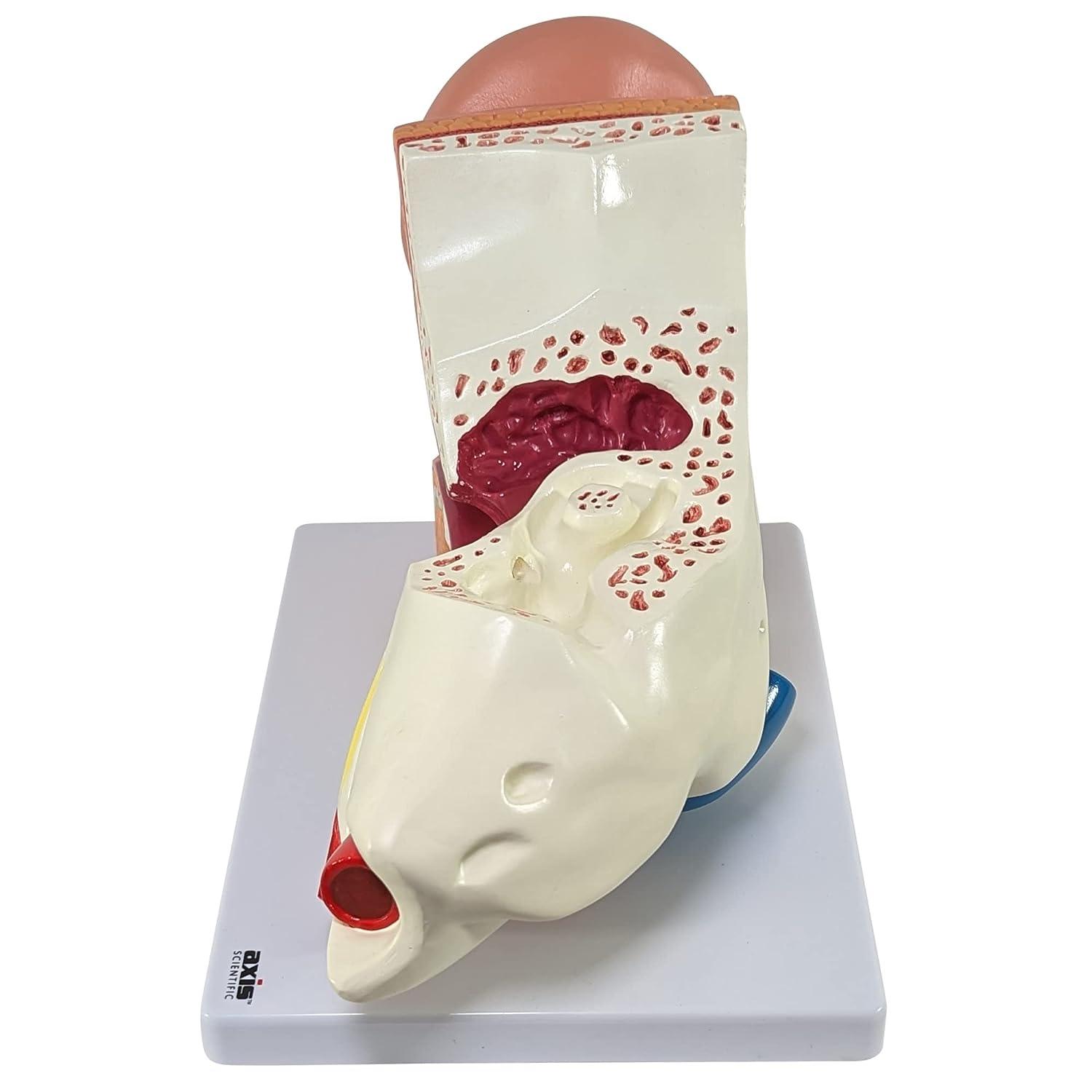 Axis Scientific Human Ear Model 5 Times Enlarged 4 Dimensional Model ...