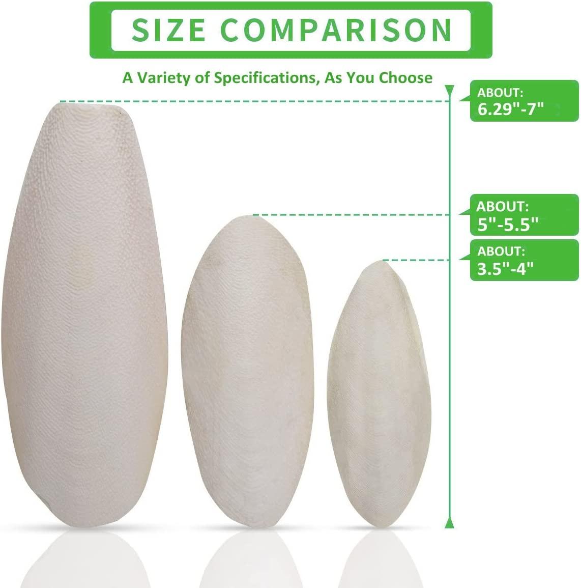 Jmxu's 5 -5.5 Bird Cuttlebone with Metal Holder | 6 Pack Natural ...