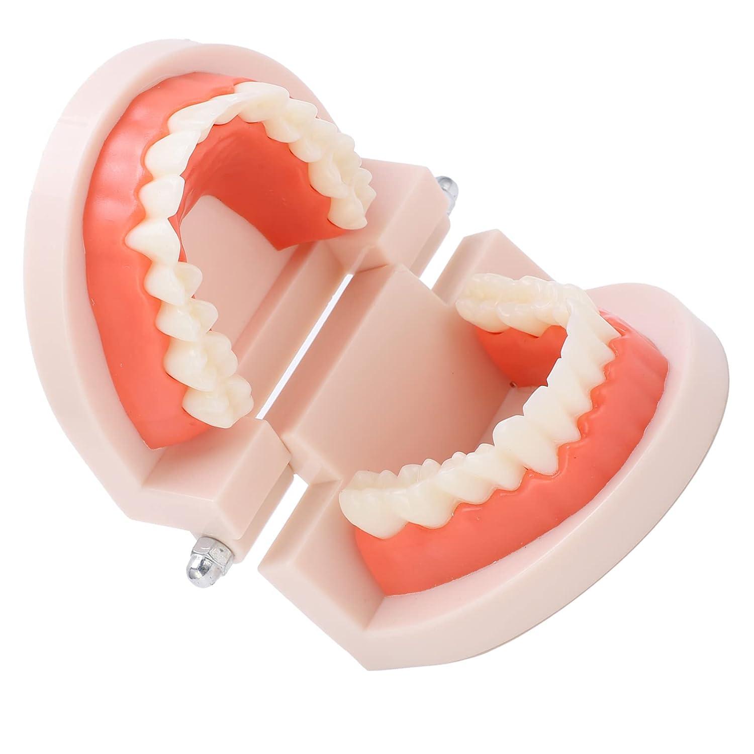 Durable Teeth Model - Ideal Denture Model for Kindergarten & Hospitals ...