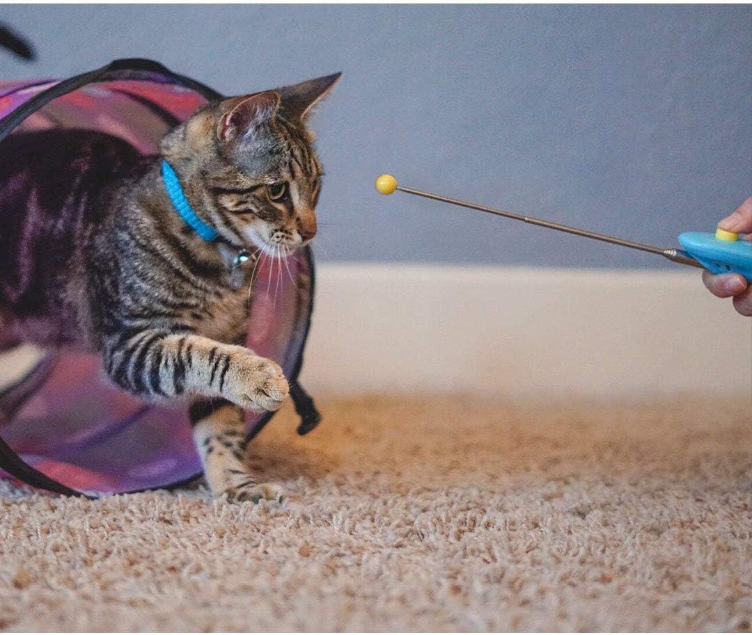 CAT SCHOOL Clicker Training Kit - 1 Cat Training Clicker 1 Target Stick ...