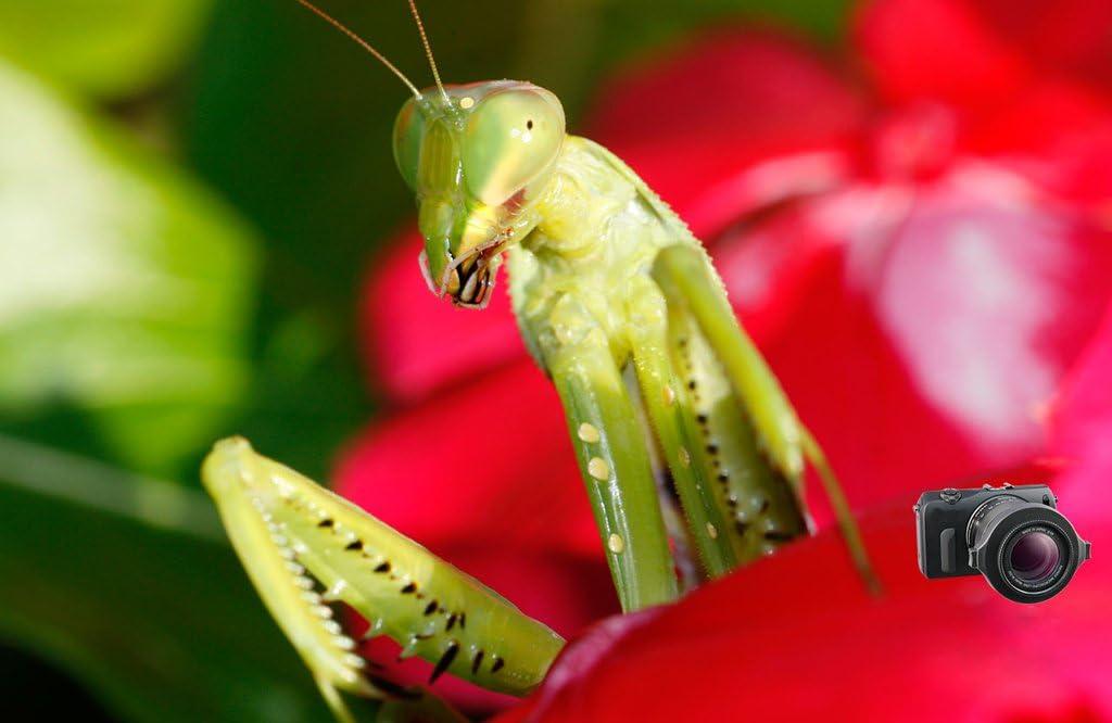 Raynox DCR-150 Snap-On Macro Lens - Enhance Your Photography with Precision