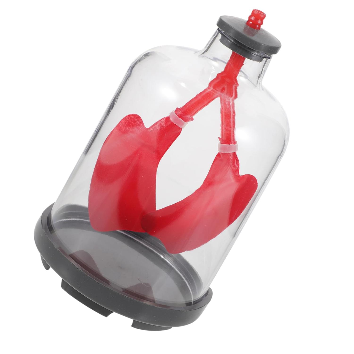 Lurrose Human Lung Breathing Model - Educational Nursing Tool for ...