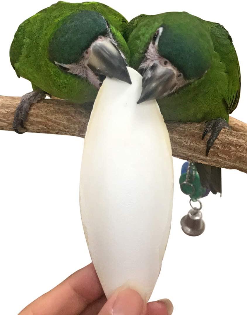 6 Bulk Cuttlebone for Cockatiels, Parakeets, Budgies, Finches, Canaries ...