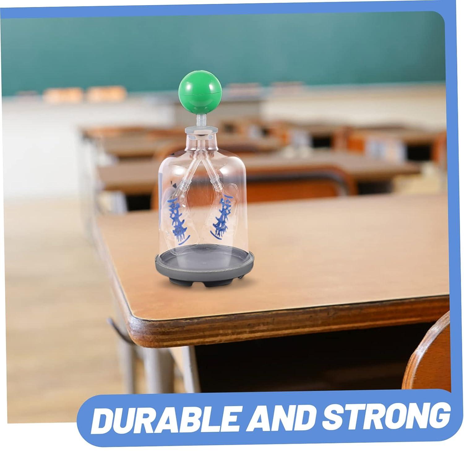 SOLUSTRE Lung Breathing Model - Human Body Organs Teaching Aid | Buy ...