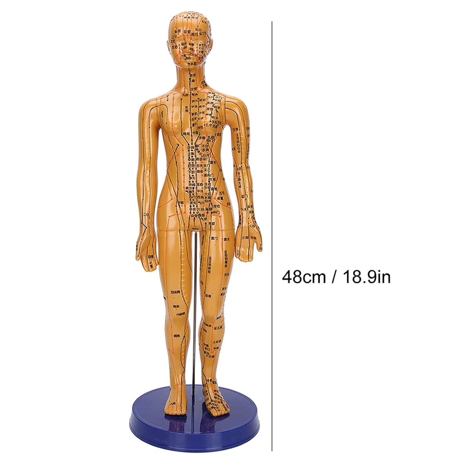 Acupuncture Model - Copper Female & Male Meridian Points for Chinese ...