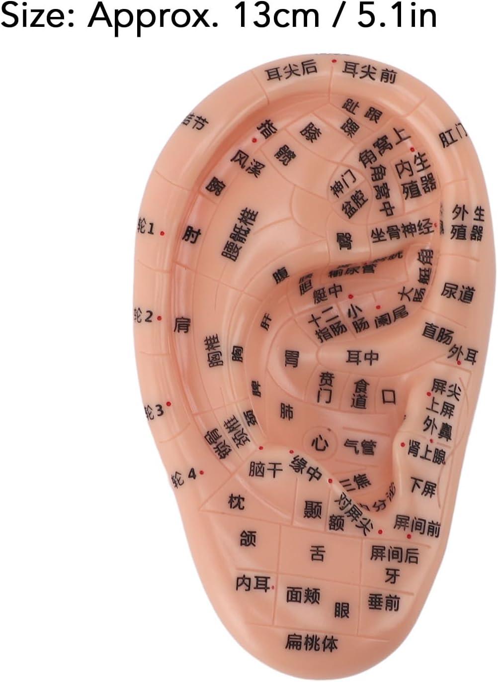 Buy Ear Acupuncture Model - PVC 13 cm Clear Fonts & Precision Design ...