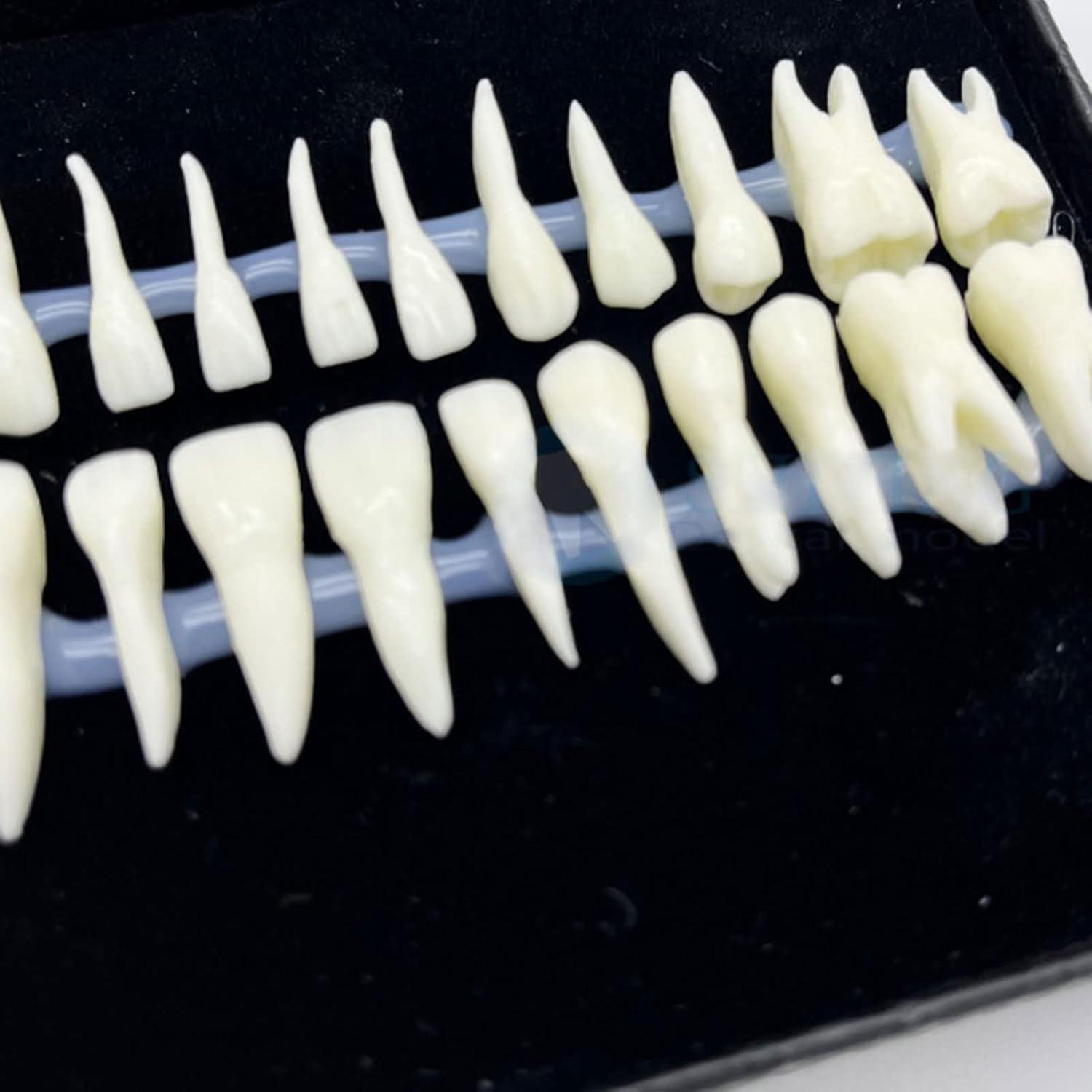 Shop 1 Box Dental Model - 1:1 Full Mouth 28pcs Monochrome Permanent ...