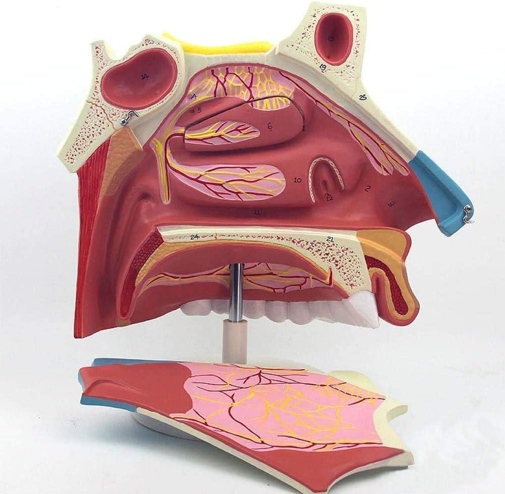 3 Times Anatomical Model of Nasal Cavity Showing Nasal Bone and ...