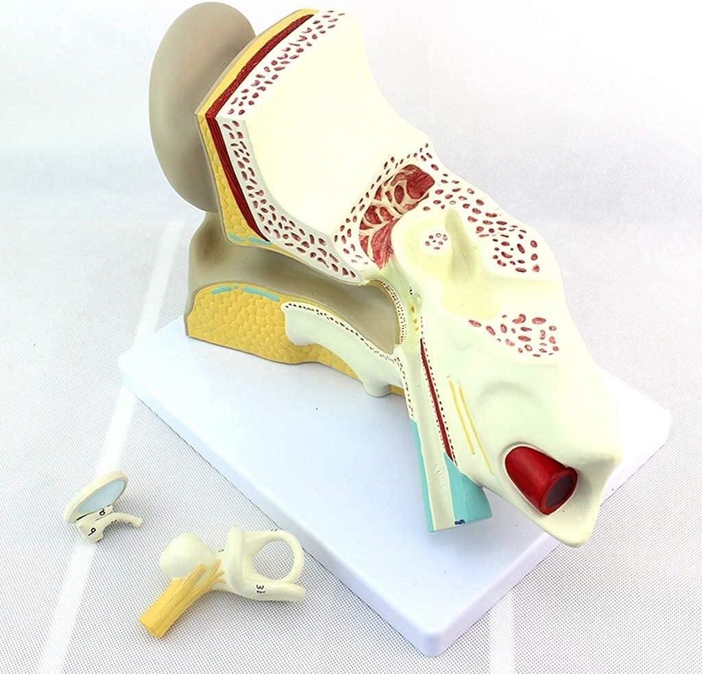 Body Model Ear Anatomy Model Anatomical Human Ear-Neck-Nose-Ear Model ...