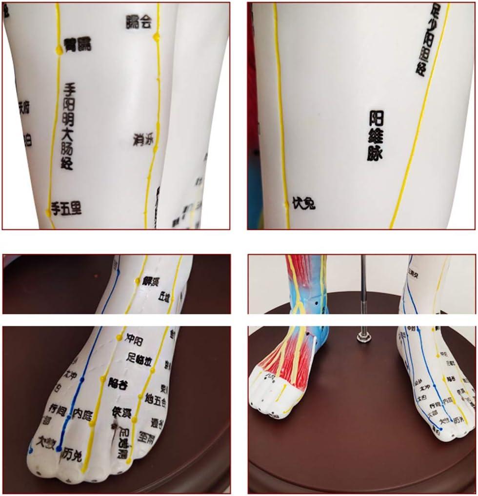60cm Acupuncture Human Body Acupoint Model Semi-Muscle Acupuncture ...