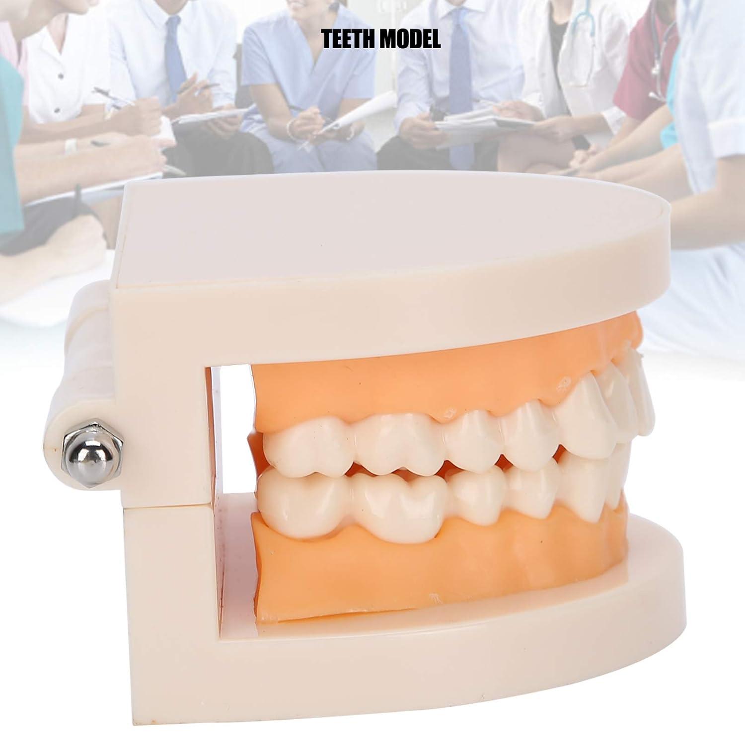 Standard Tooth Model & Dental Practice Tools - Anatomical Typodont for ...