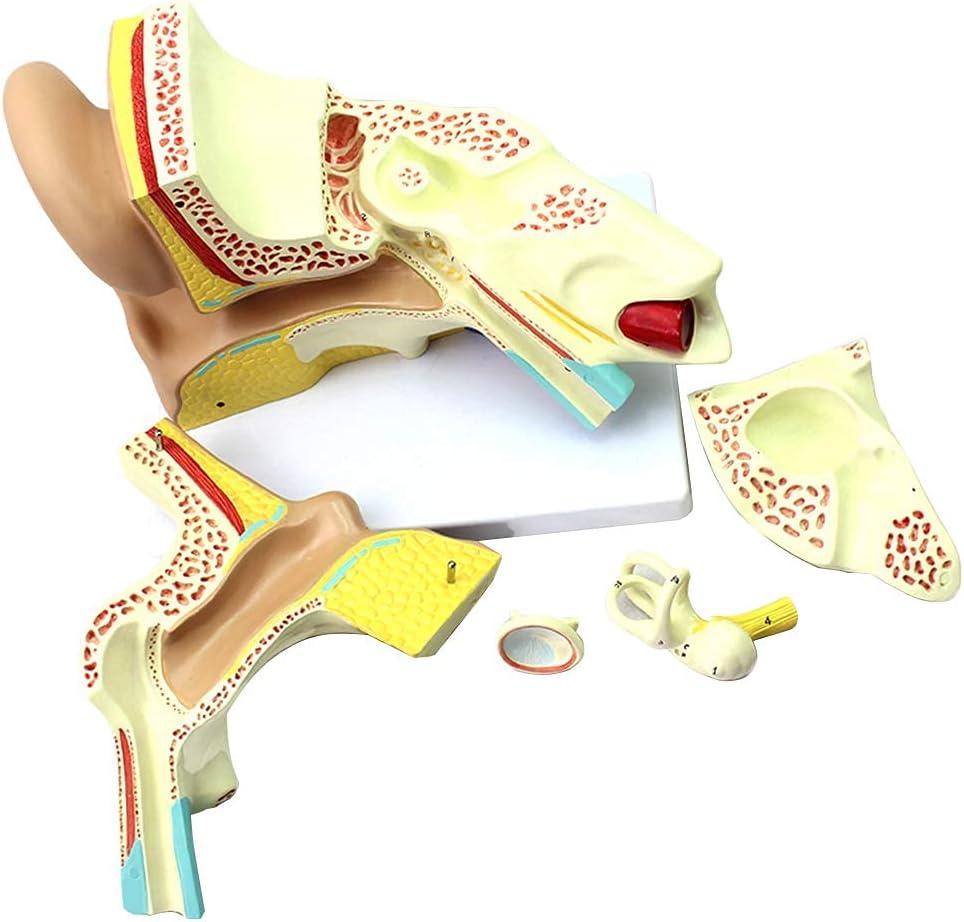 Human Ear Template Outdoor Ear Medium Ear Inner Ear Ear Structure Model Medical Education | Buy ...