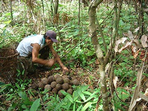 Buy Organic Brazil Nuts - Wild Growth from the Amazon | Naturkost ...