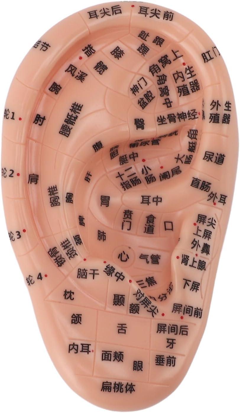 Buy Ear Massage Model - Accurate PVC Acupuncture Model - Ideal for ...