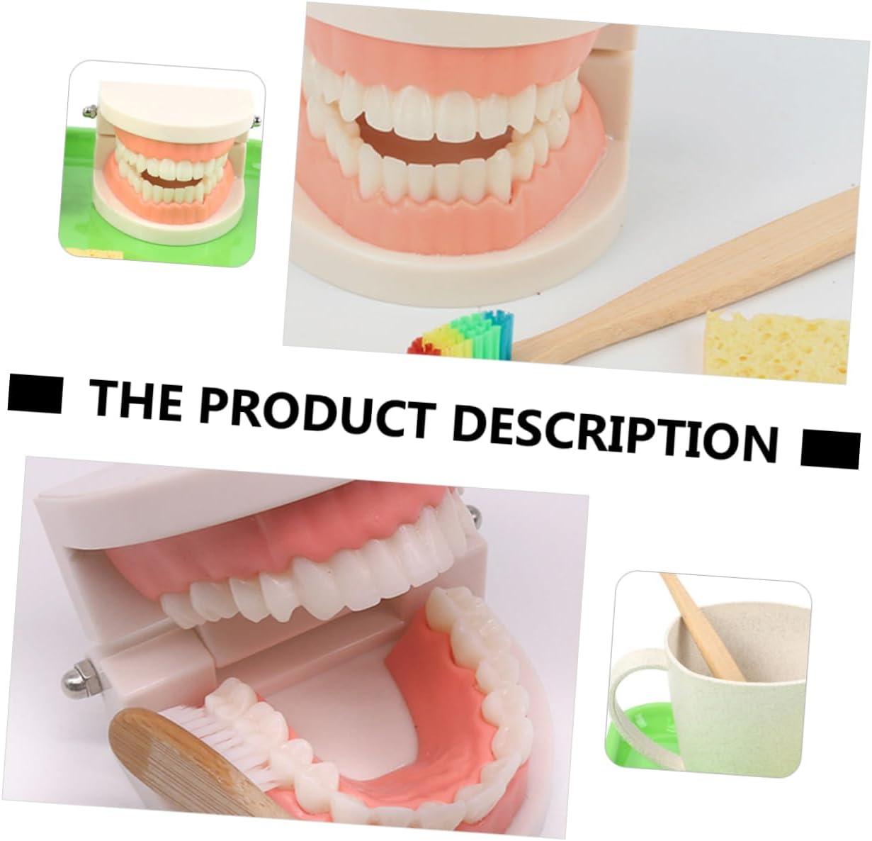 Minkissy Educational Tooth Model Set for Kids | Early Dental Hygiene ...