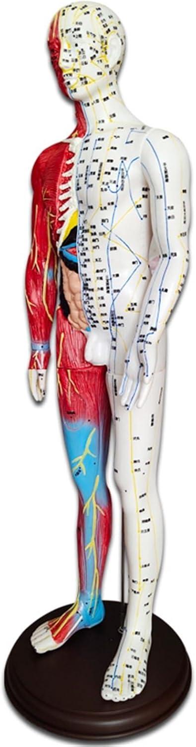 Acupuncture and Muscle Anatomical Male Model Pressure Point and ...