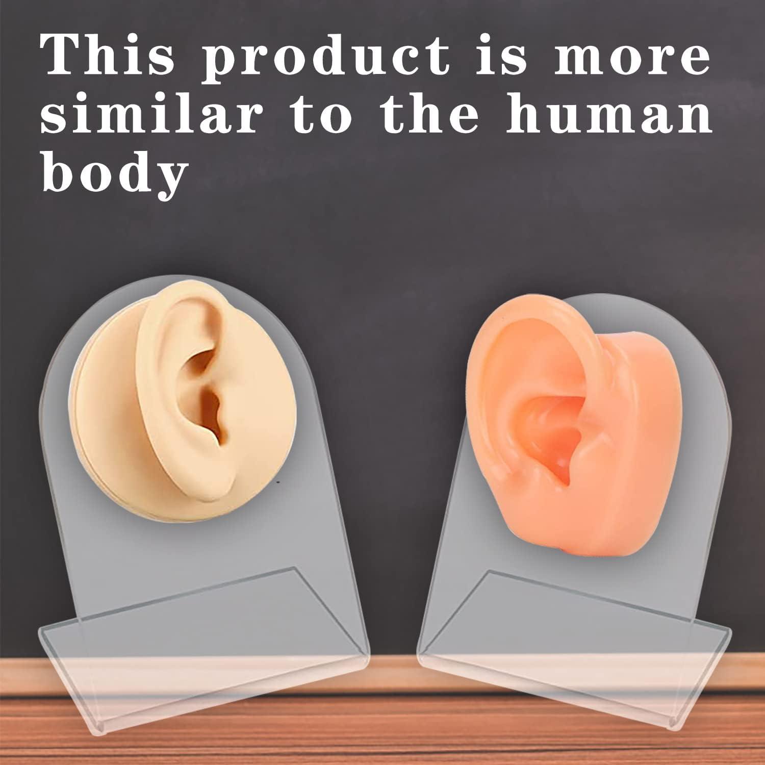 2Pcs Soft Silicone Ear Model with Acrylic Stand - Flexible Reusable ...