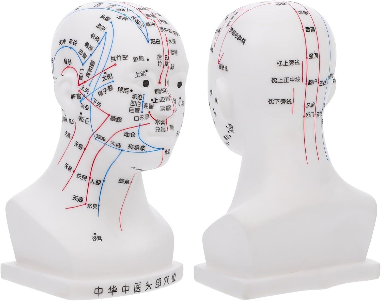 High-Quality Gleavi Acupuncture Point Model - Human Head Massage Model ...