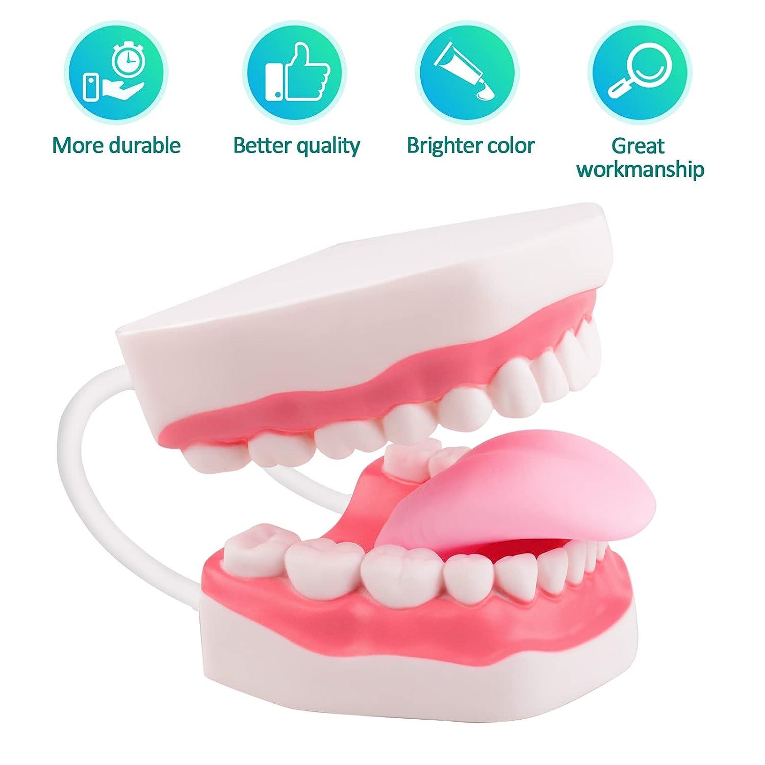 Ultrassist 6 Times Enlarge Mouth Model White Hinge for Speech Therapy ...