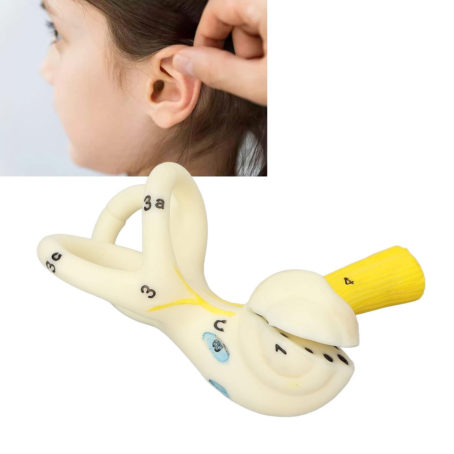 Inner Ear Labyrinth Model High Simulation Ear Semicircular Canal Model ...