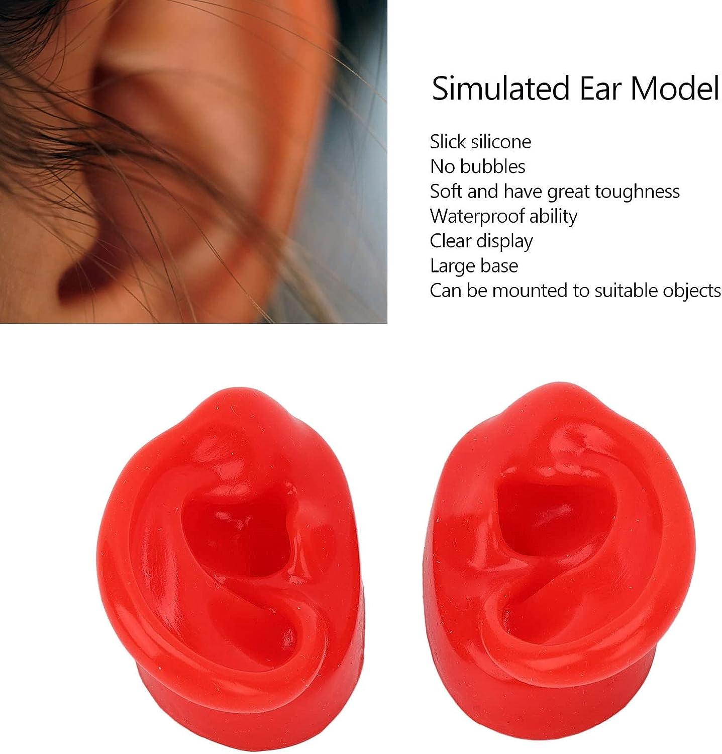 Silicone Human Ear Models - Practical & Delicate Display for ...