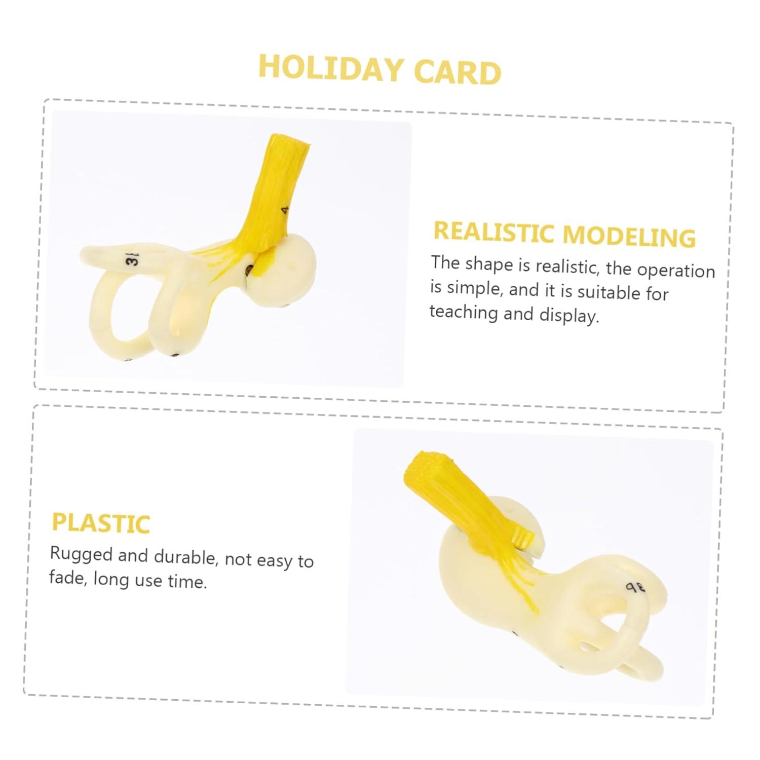 Buy Mobestech Ear Labyrinth Model - Realistic Human Ear Anatomy Display ...