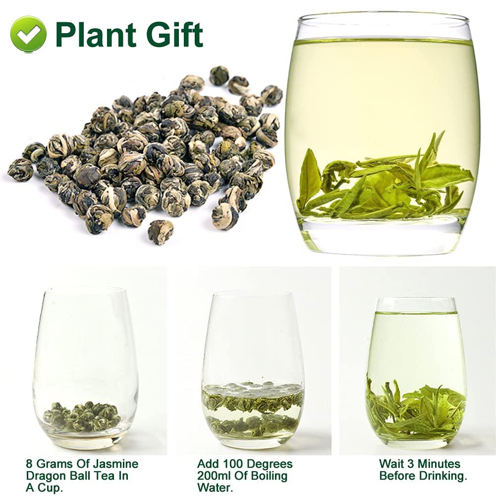 Plantgift Jasmine Dragon Pearls Tea 130g - Premium Green Tea & Oolong Blend - Best Jasmine Tea ...