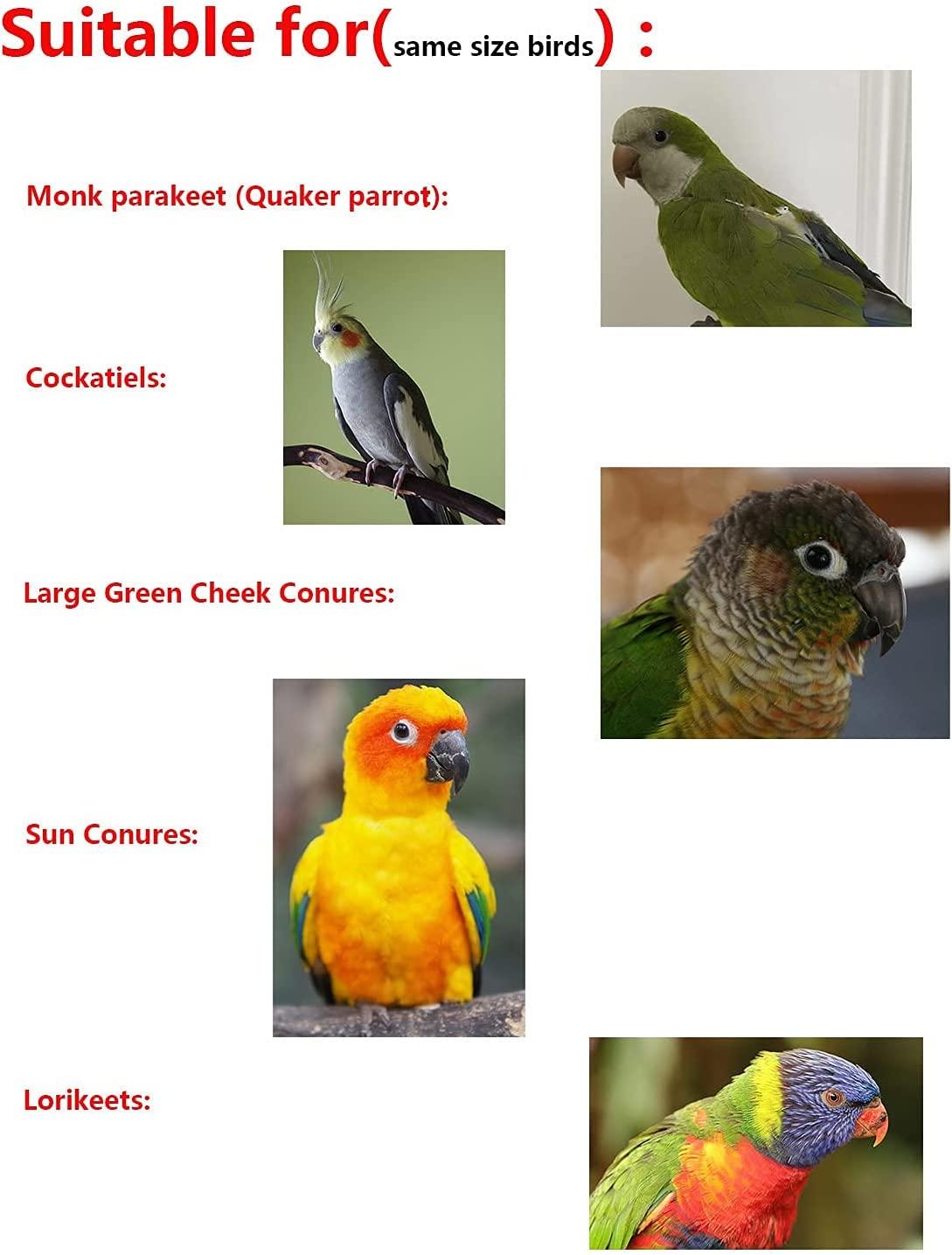 How Big Are Quaker Parrots