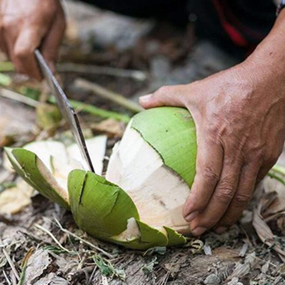 Taste Nirvana Real Coconut Water with Coco Pulp and Tender Coconut Bits ...