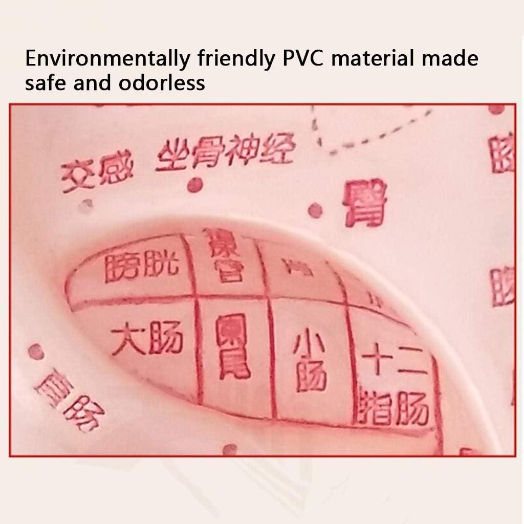 Fhuili 13 cm Ear Acupuncture Model - HD Lettering for Medical Learning ...