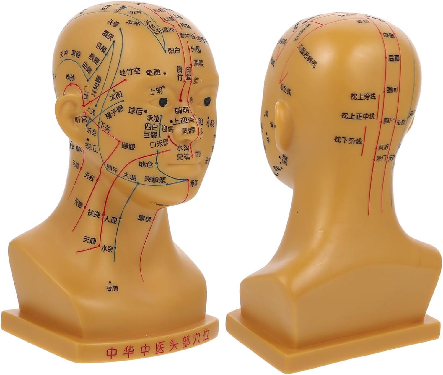 Buy Healvian Acupuncture Point Model Medical Head Model for Scalp ...