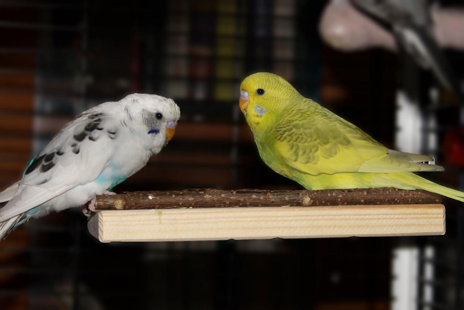 Premium Bird Gallery Perch - Quality Budgie Perches & Accessories for ...