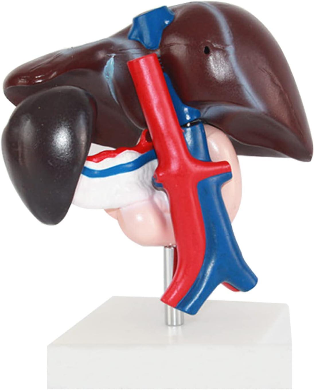 Human Liver Model Hepatopancreatic Duodenum Model Hepatobiliary ...