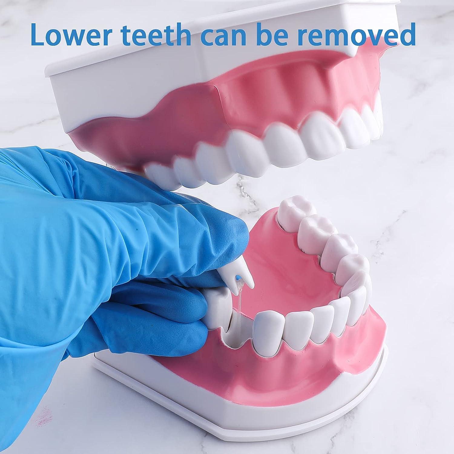 LVCHEN 2 Times Teeth Model with Toothbrush - Dental Large Teeth Model ...